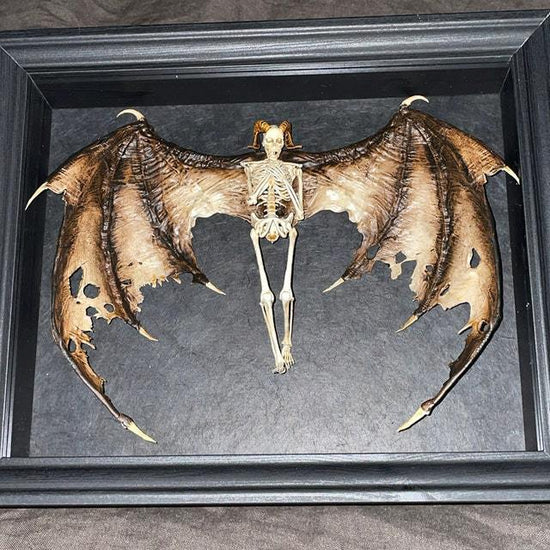 Bat winged demon skeleton – Commsmarket.com